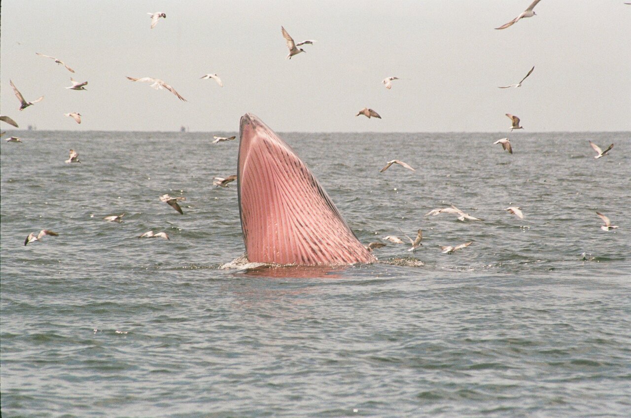 AI model 'hears' Bryde's whale calls in seismic data from South China Sea