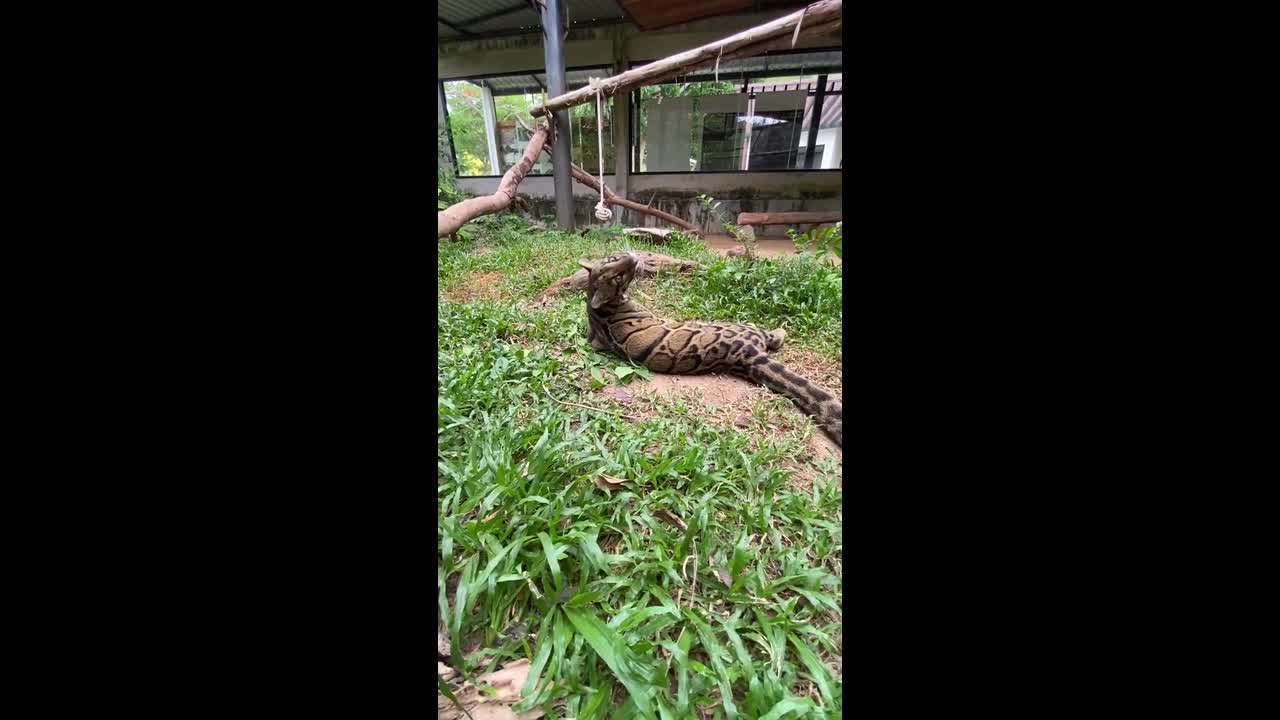 Rare wild cat with stunning python-like fur pattern becomes zoo star