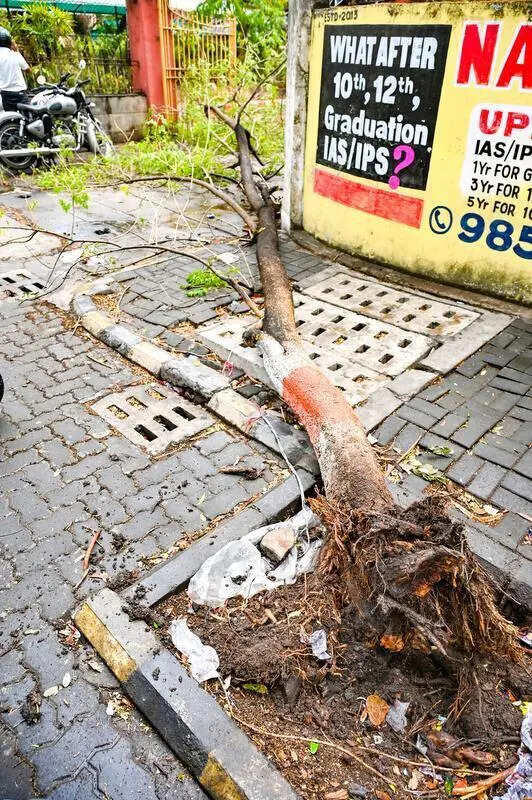 Trees uprooted in storm, car and huts damaged