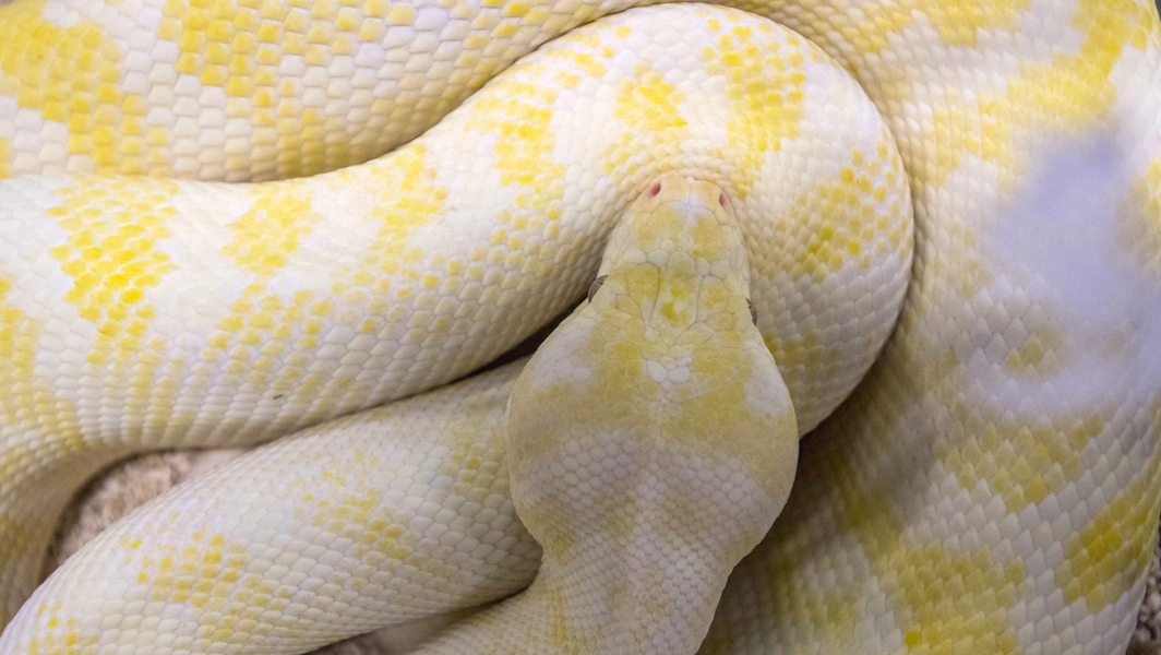 17 rare genetic traits in animals