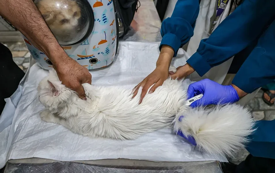 Cat breeds vets love and avoid
