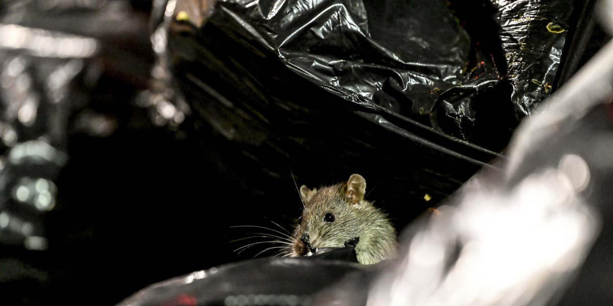 The rats have won. NYC gave them exactly what they needed to take over.