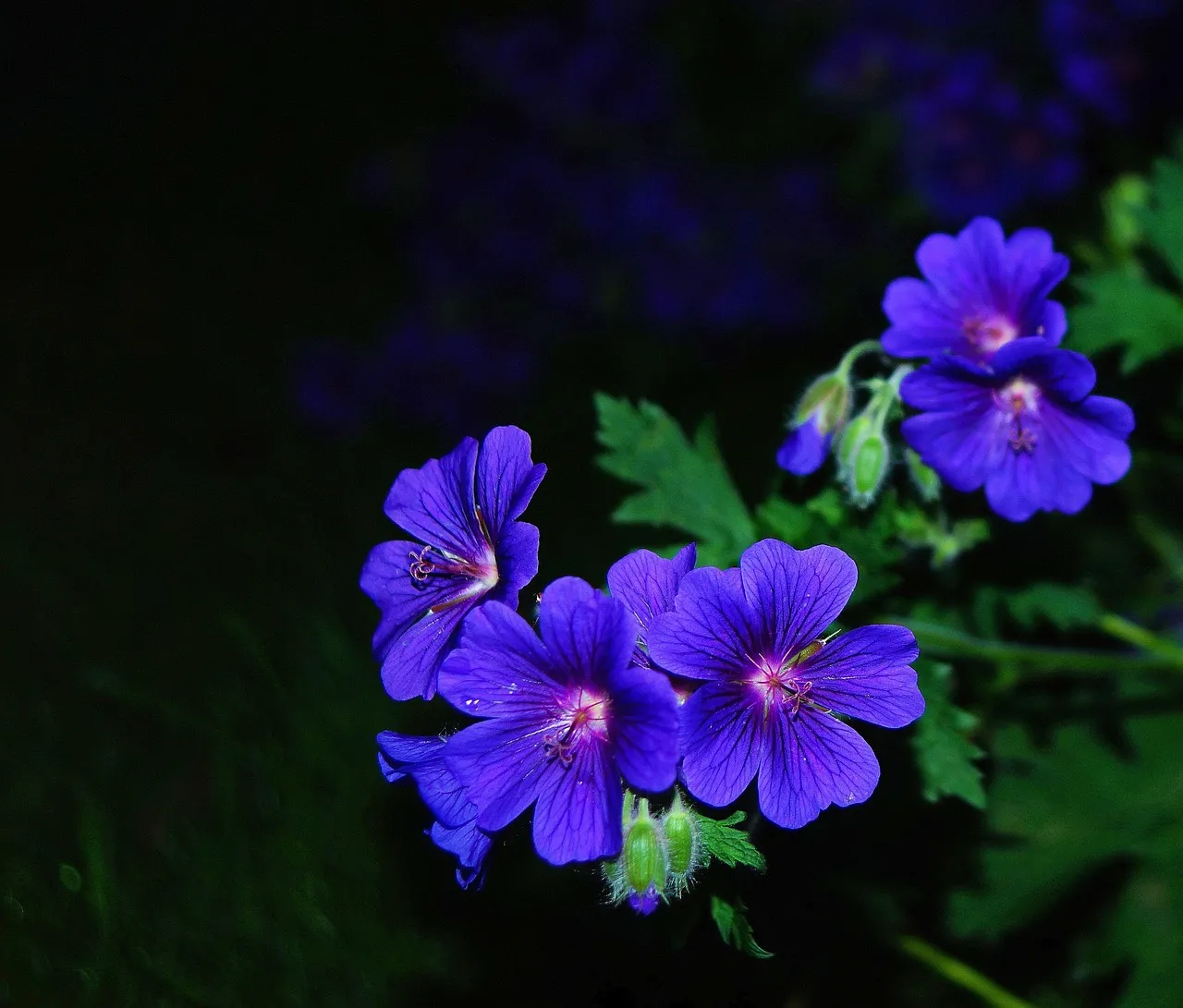 6 night-blooming plants to plant right now for a fragrant night garden