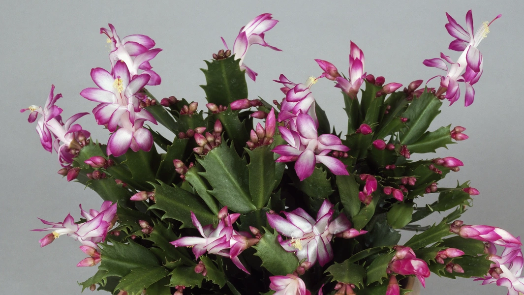 Christmas cactus care made simple for thriving blooms