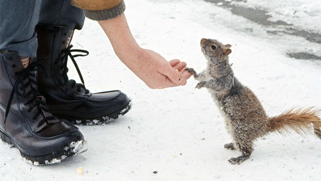 City squirrels are taking over our parks