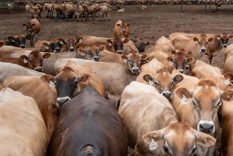 USDA says pet dogs can travel to Mexico again amid screwworm concerns