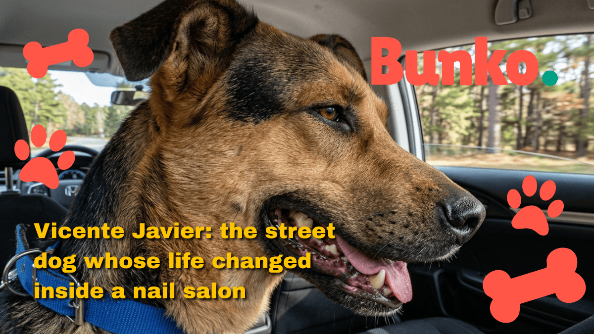 icente Javier: the street dog whose life changed inside a nail salon
