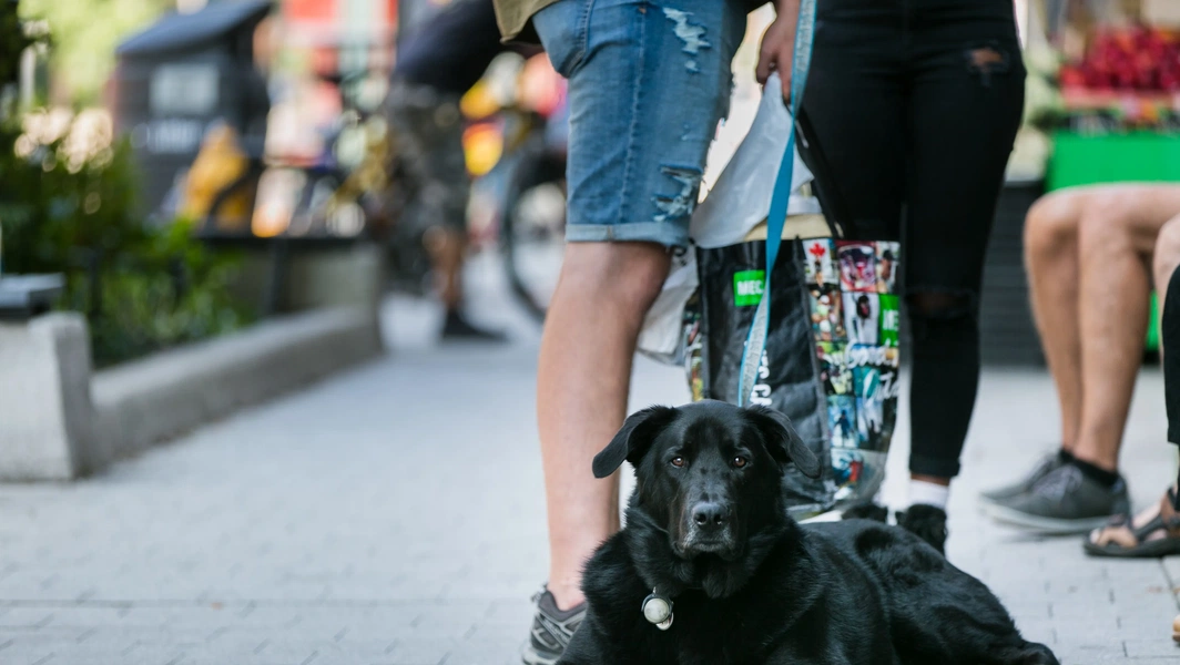 16 common triggers that make dogs uncomfortable
