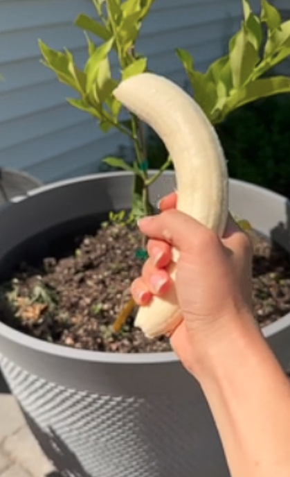 Secret banana peel trick for explosive plant growth