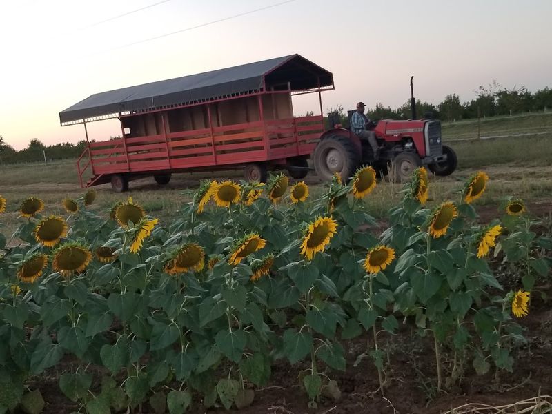 These 8 Oklahoma lavender farms and flower fields are made for a calm ...