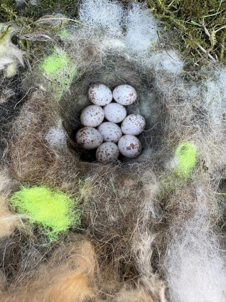 Man goes to clean his grill and discovers a tiny family living inside