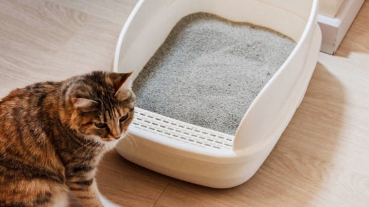 If your cat keeps going to the litter box, experts say it could be a ...