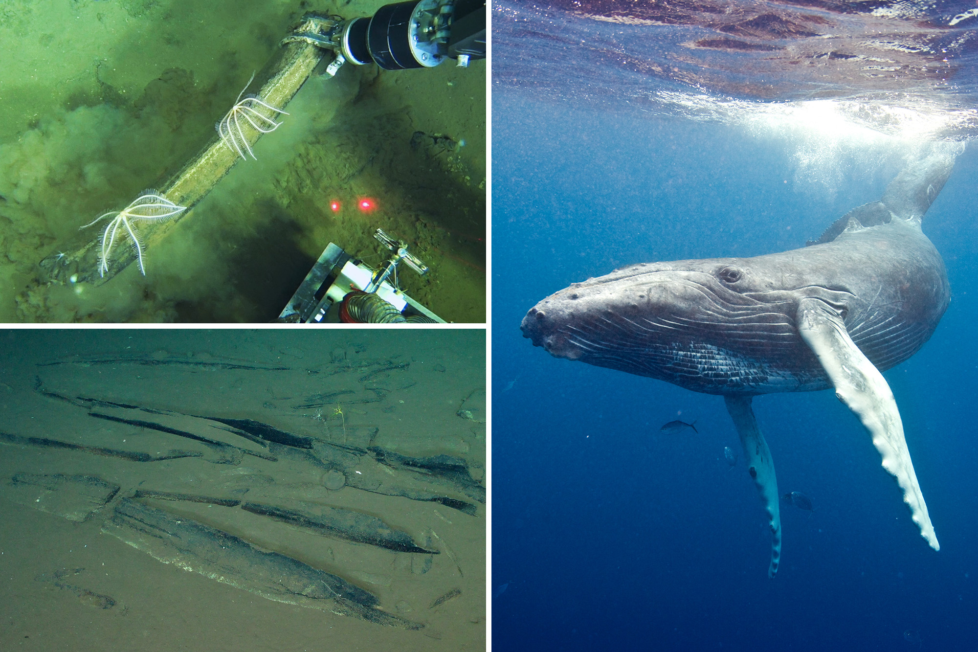 Scientists discover deep whale graveyard with bones dating over 5 ...
