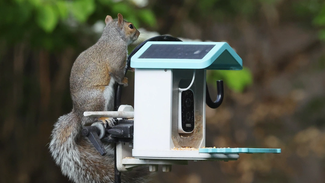 City squirrels are taking over our parks