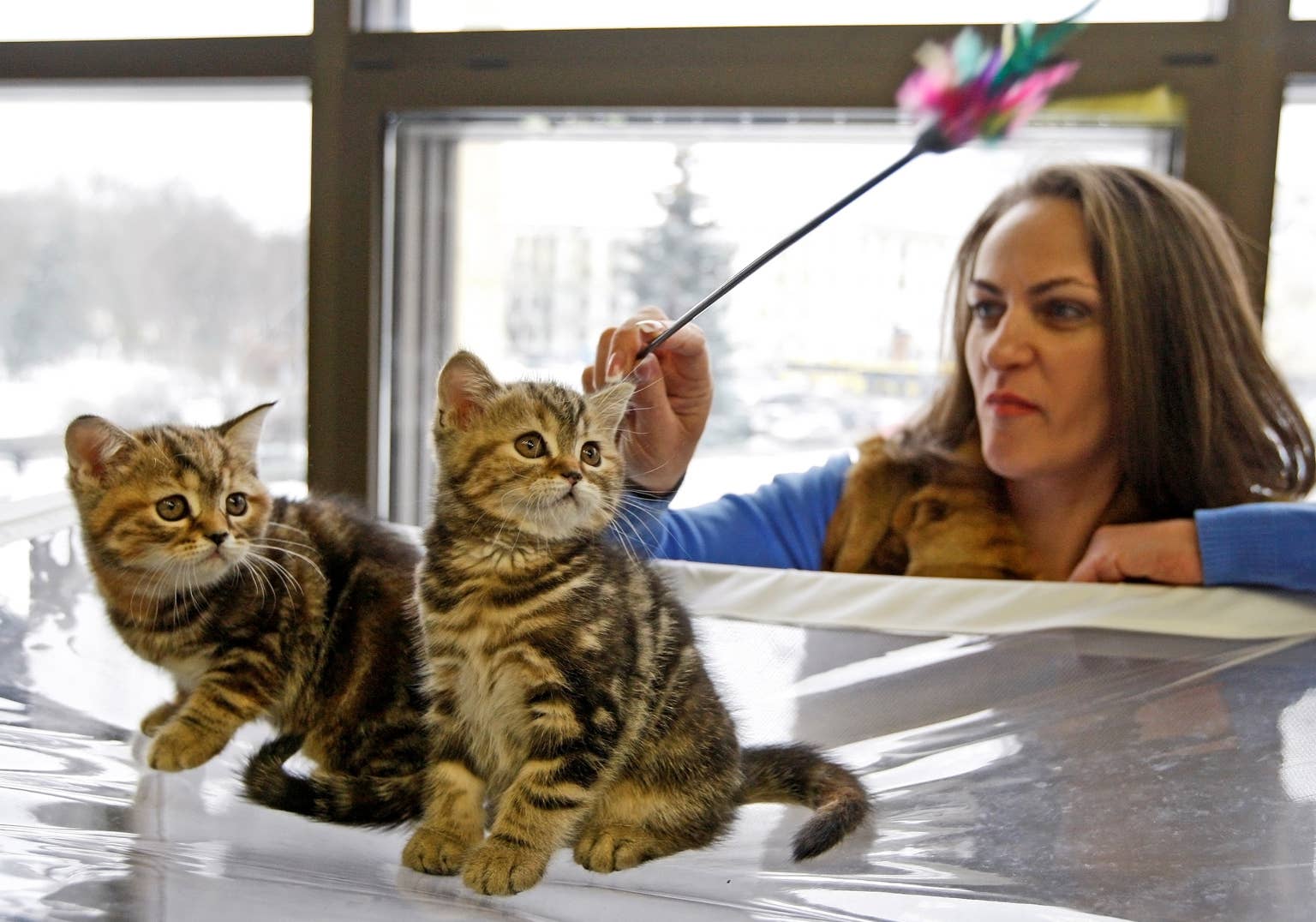 This 2-month-old Scottish Fold kitten is a rare shelter find and still ...