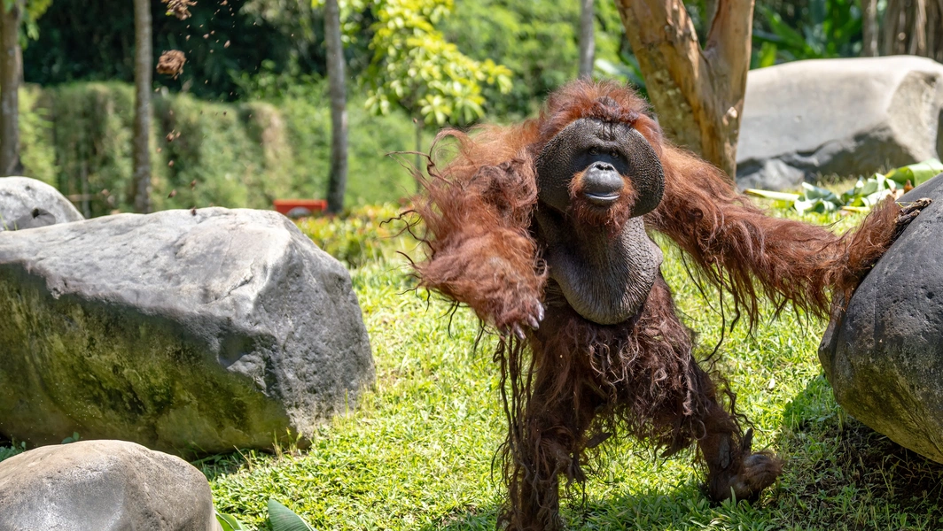 11 unusual zoo animal escapes