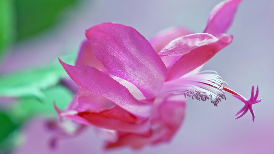 Christmas cactus care made simple for thriving blooms