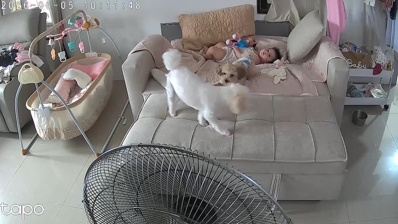 Doting pet dog protects baby from another mischievous pooch