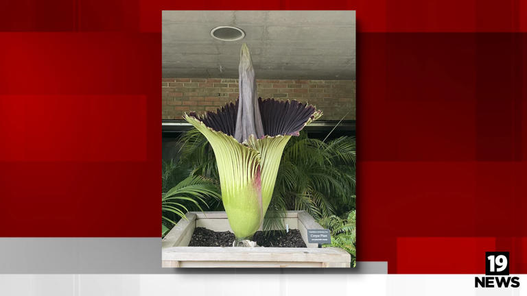 Cleveland Metroparks Zoo’s smelly corpse flower is blooming