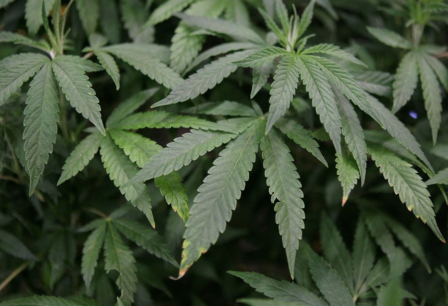 Kentucky lawmaker says medical marijuana expansion is illegal