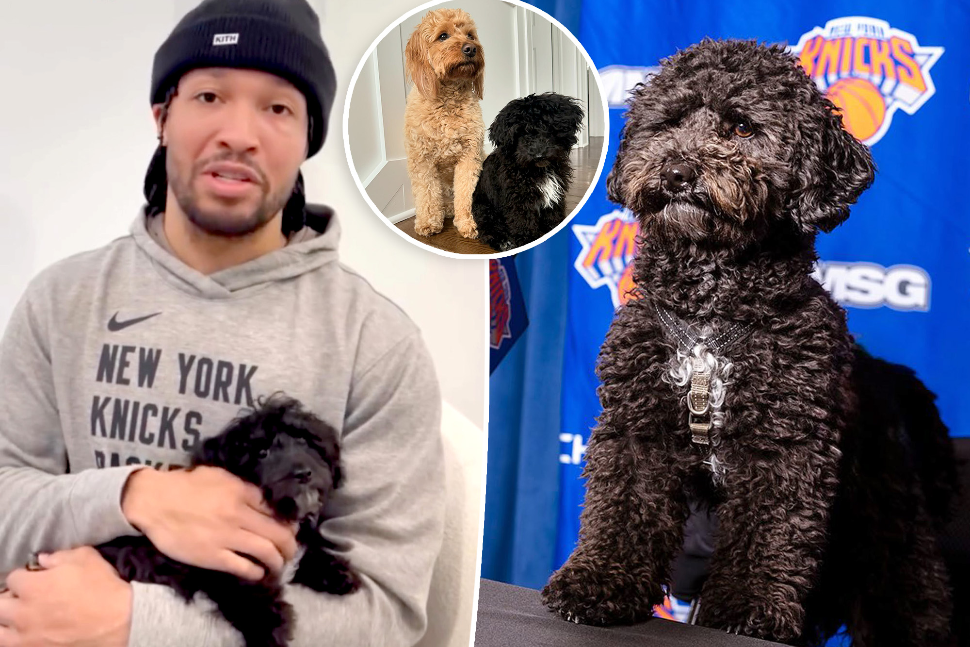 Jalen Brunson adopted his social media famous dog from Long Island ...