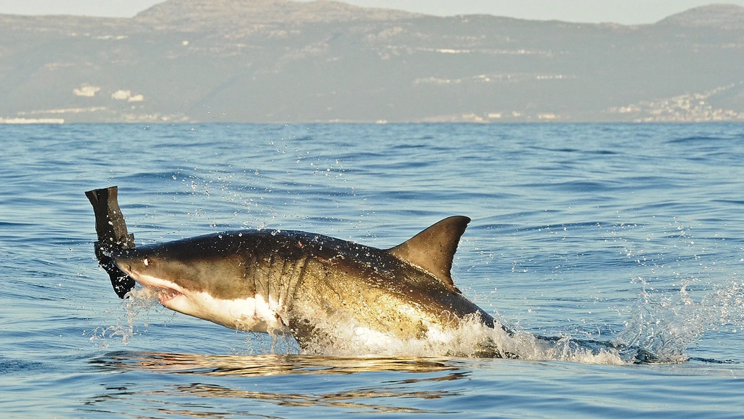 15 predators known to hunt humans