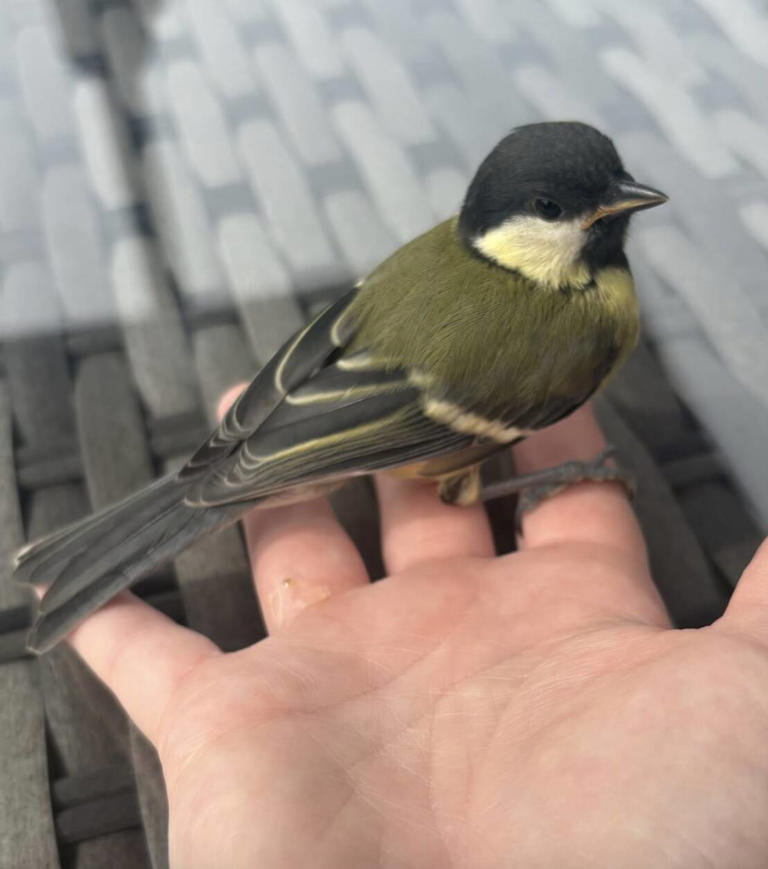 Man goes to clean his grill and discovers a tiny family living inside