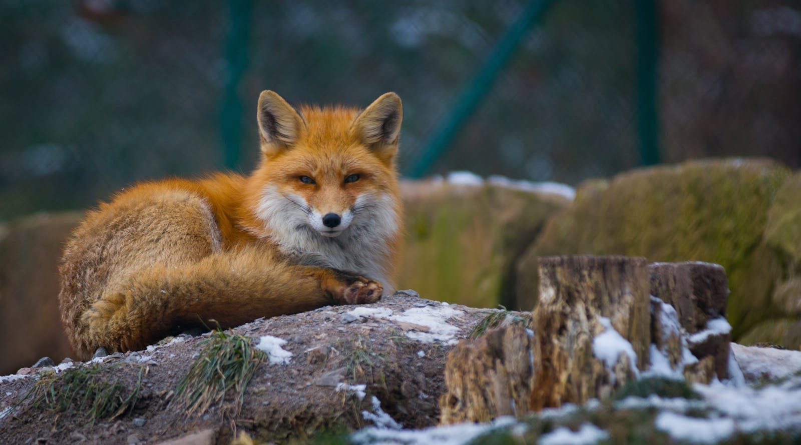 What to do if you spot a fox in your yard
