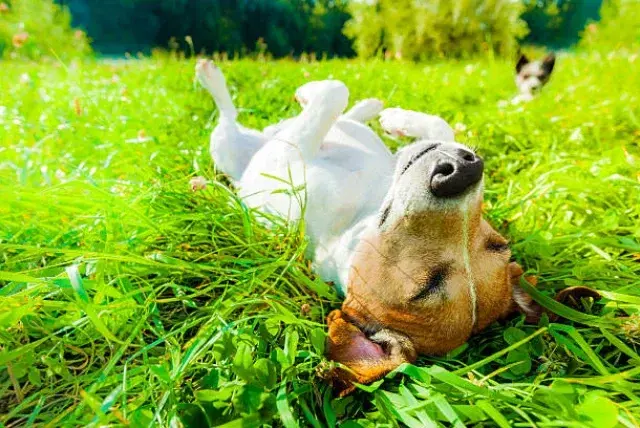 ¿Por qué los perros comen pasto y cuándo debe ser motivo de preocupación?