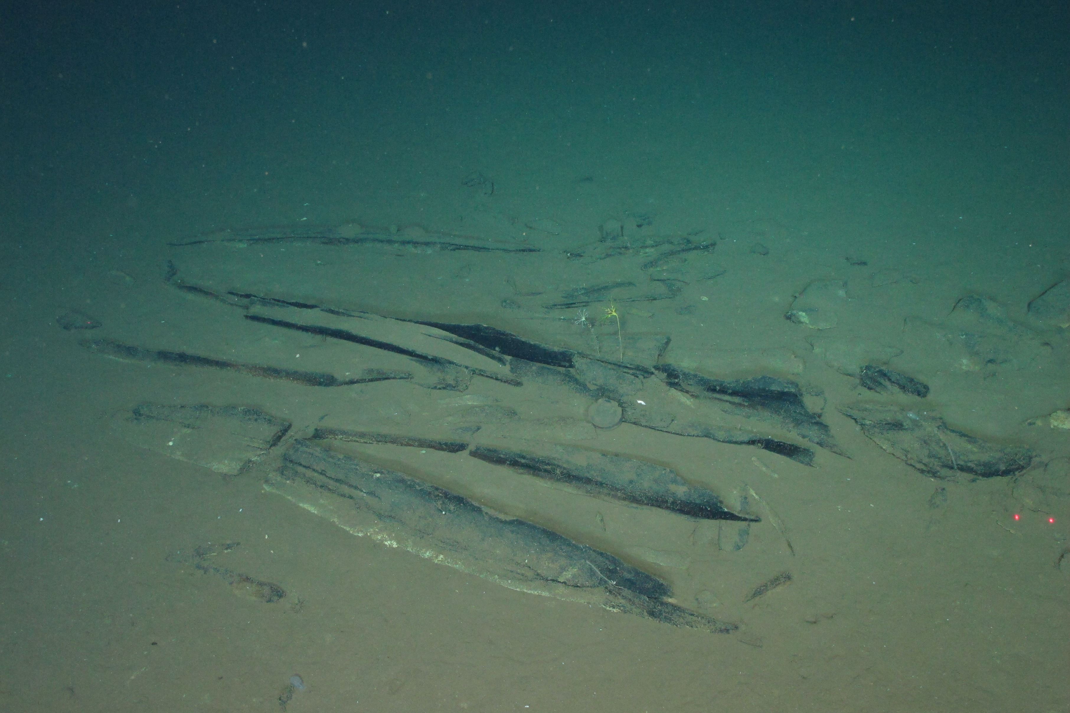 It's the oldest whale necropolis ever found