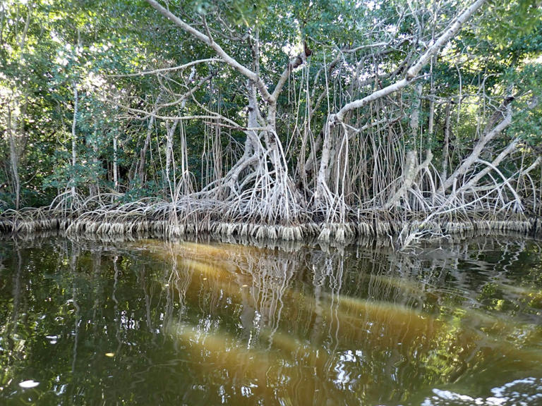 Life after death: From burned trees to bleached corals, how dead ...