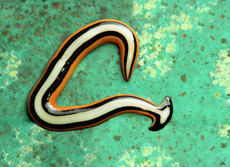 Invasive hammerhead worm found at St. Louis County park
