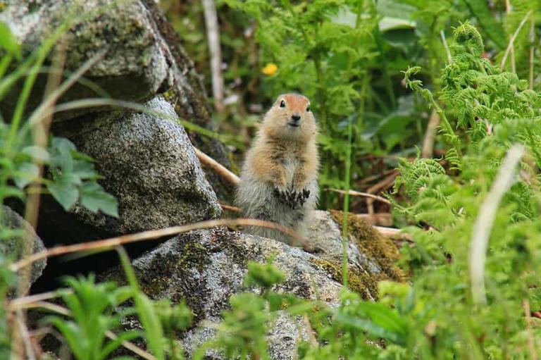 Ancient squirrels feasted on meat from carcasses of mammoths, bison ...