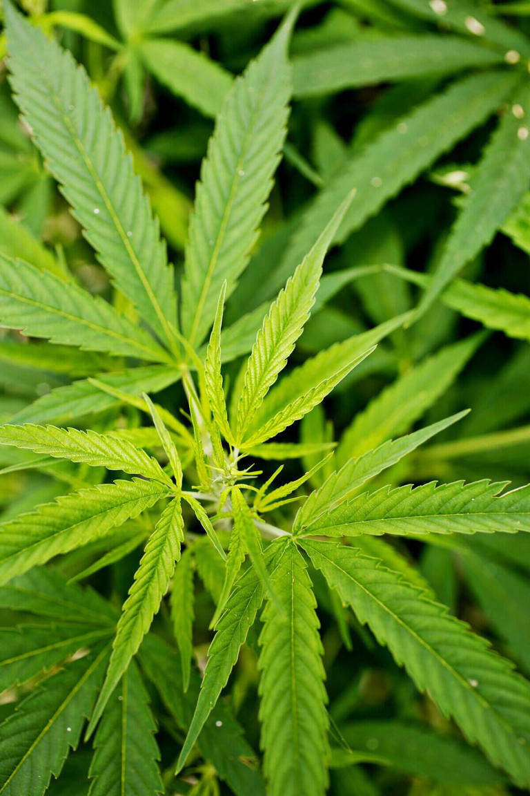 NC lawmakers pitch new bill banning use of hemp and kratom for everyone ...