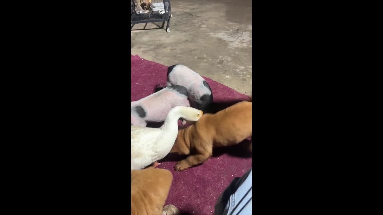 Goose and dog clash sparks chaotic yard scene in Anhui, China
