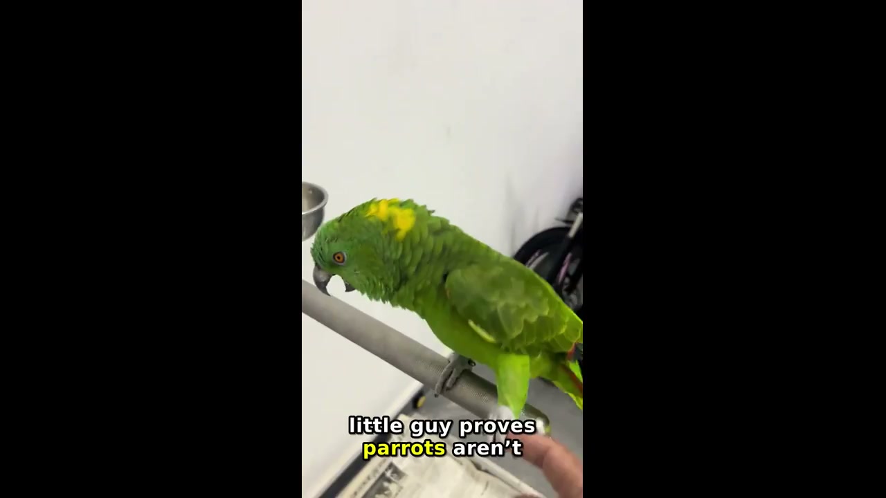 Talkative green parrot shows off impressive sounds in China