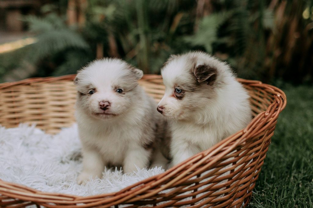 Surprising things most people don’t know about puppies