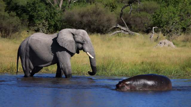 Elephant casually blasts a sleeping hippo with water in a stunt almost ...