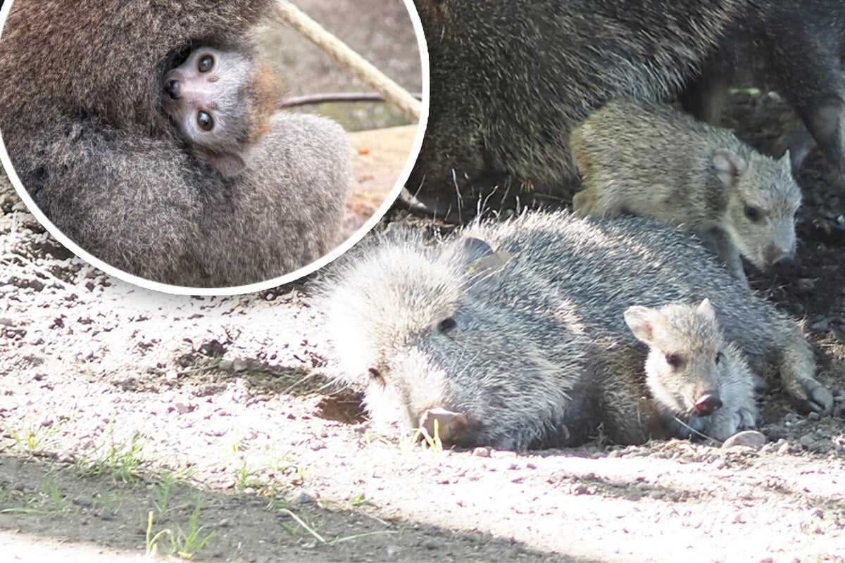 Eins süßer als das andere! Zoo Leipzig freut sich gleich mehrmals über ...