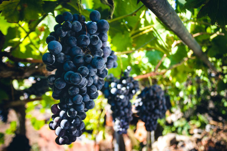 The 'California of Europe' has scenic rolling vineyards, luxe resorts ...