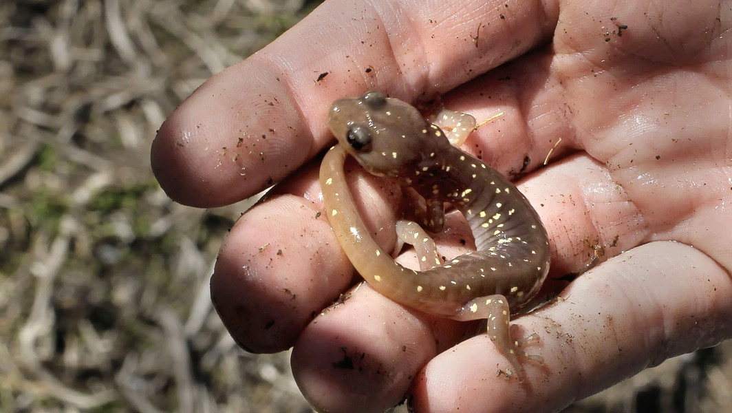 6 unique and unusual animals across the United States