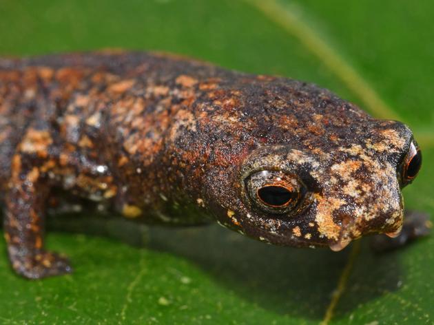 Hessische Forscher entdecken neue Salamander-Art – und machen auf ...