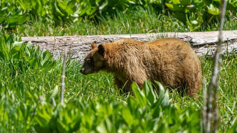 California man hits bear with hatchet in fight that injured 2 people, dogs