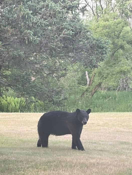 Young and on the run — residents follow the journey of black bear