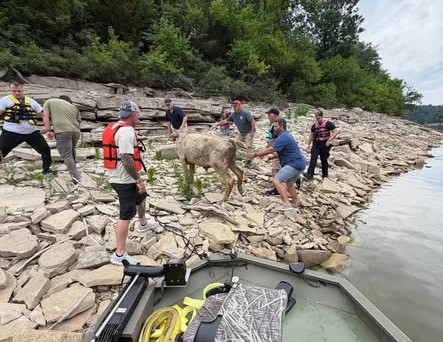 Firefighters undergo dramatic boat rescue after cow is found stranded ...