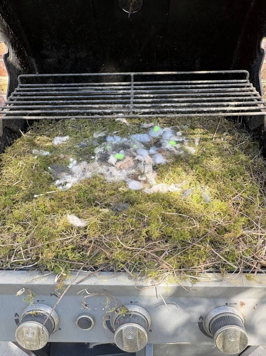 Man goes to clean his grill and discovers a tiny family living inside