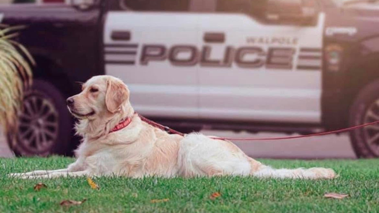 Walpole police community resource dog dies in 'tragic accident ...