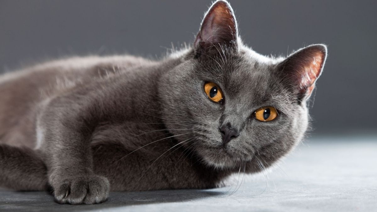 How often should you bathe a cat? Here's what the experts say