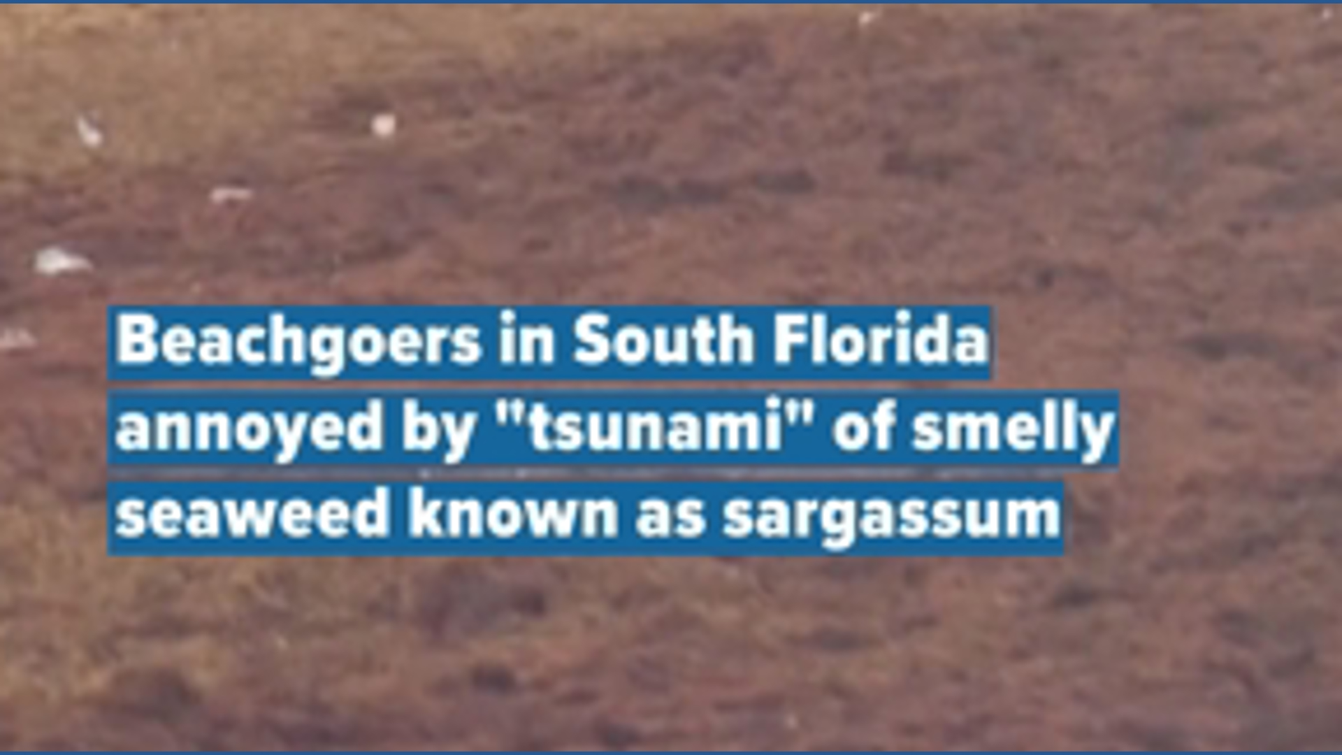 Beachgoers in South Florida annoyed by "tsunami" of smelly seaweed ...