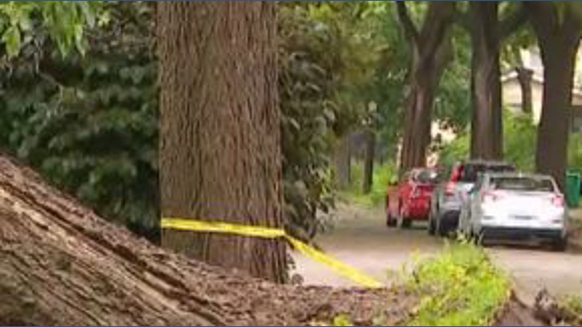 Overnight storms topple trees and cause major damage in Minnesota